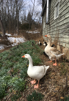 How to Guard Your Backyard Flock with Domestic Geese Breeds - Backyard ...